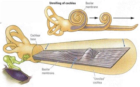 Fluid Is Incompressible