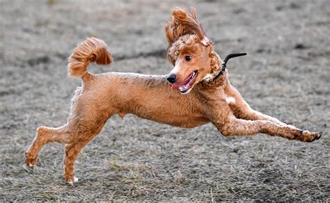 Собака напала на десятилетнего мальчика на пляже под Нижним Тагилом — РБК
