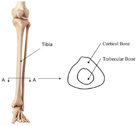 Tibia And Fibula Anatomy Anatomy Tibia Fibula