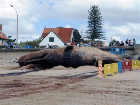 More Amazing Exploding Whales Videos