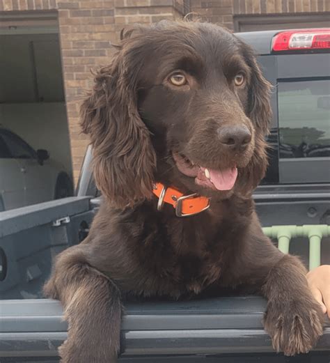 Happy Boykin Spaniel Day Rboykinspaniels
