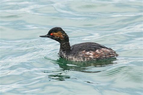 Ml641398011 Eared Grebe Macaulay Library