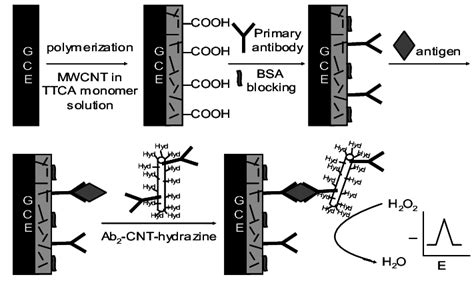 Schematic Representation Of The Fabrication Of The Immunosensor And The
