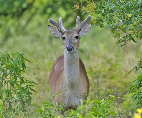 Whitetail Bucks Are In Velvet Steve Creek Wildlife Photography