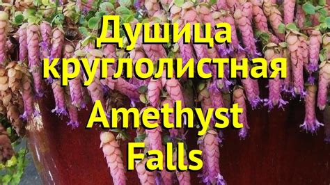 Душица круглолистная Аметист Фоллс. Краткий обзор, описание origanum ...