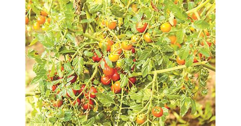 Вода за доматите с капково напояване Български Фермер