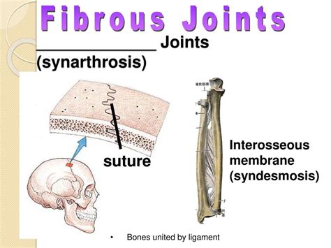 Unit 4 Lesson 41 Joints Ligaments Tendons Ppt Download