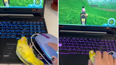 Parrot Pretends To Be The Mouse For His Humans Computer