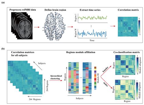 Sex Differences In Hierarchical And Modular Organization Of Functional Brain Networks Insights