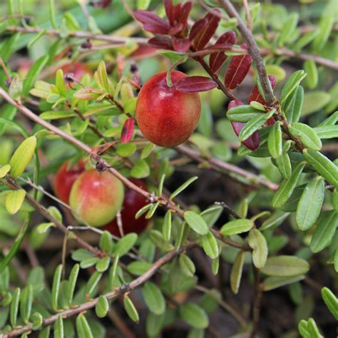 Cranberry