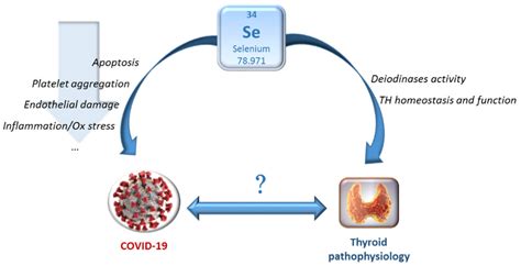 Molecules Free Full Text Selenium An Element Of Life Essential For Thyroid Function