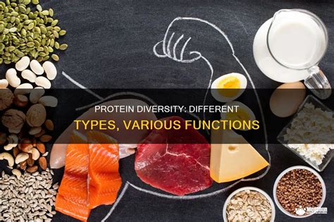 Protein Diversity Different Types Various Functions Medshun
