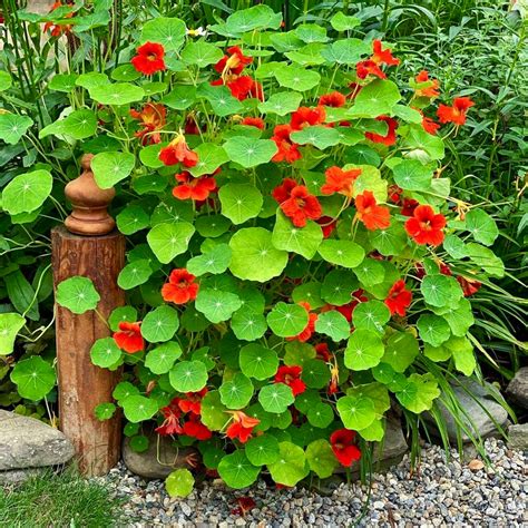 Nasturtium Empress Of India Tropaeolum Majus Plug Plants Red Bee A