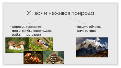 Презентация по биологии Живая и неживая природа единое целое 5 класс Формат Pptx