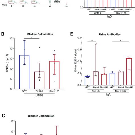 Assessment Of The Protective Efficacy And Immunogenicity Of Sinh Based Download Scientific