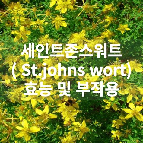 세인트존스워트st Johns Wort 효능 및 부작용 복용 방법