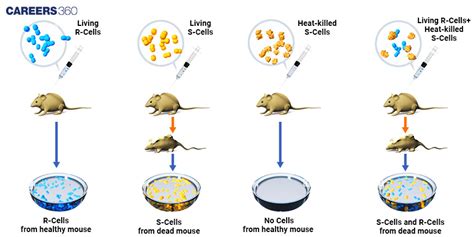 Griffith Experiment And Transforming Principle Introduction Impacts