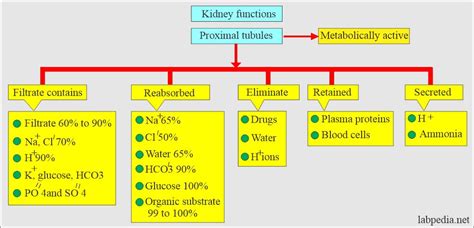 Renal Functions Part 1 Renal Functions Tests