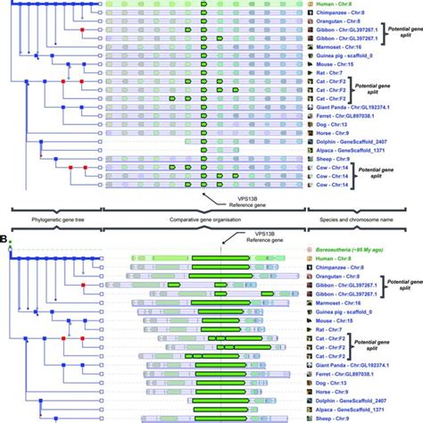 PDF Genomicus Update KaryoView And MatrixView Provide A Genome Wide Perspective To