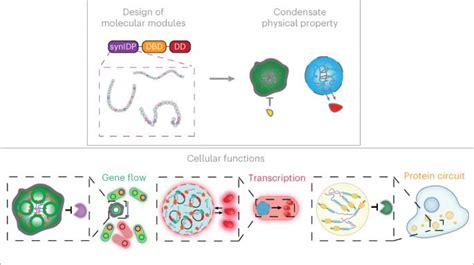 Lingchong You On Linkedin Programmable Synthetic Biomolecular Condensates For Cellular Control