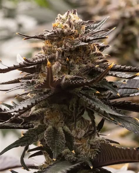 Head Candy F Buy Cannabis Seeds Online North Atlantic Seed Co