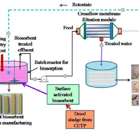 Fesem And Edx Of A Biosorbent Before Surface Activation B