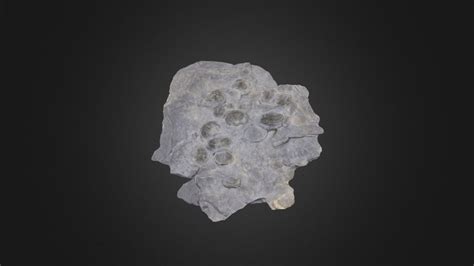 Echinoderms A 3d Model Collection By Digital Atlas Of Ancient Life Digitalatlasofancientlife