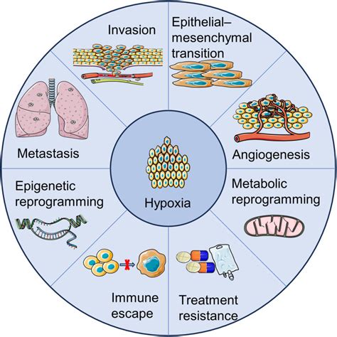 Hypoxic Tumor Microenvironment Destroyer Of Natural Killer Cell