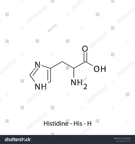 Histidine His H Essential Amino Acid Stock Vector Royalty Free