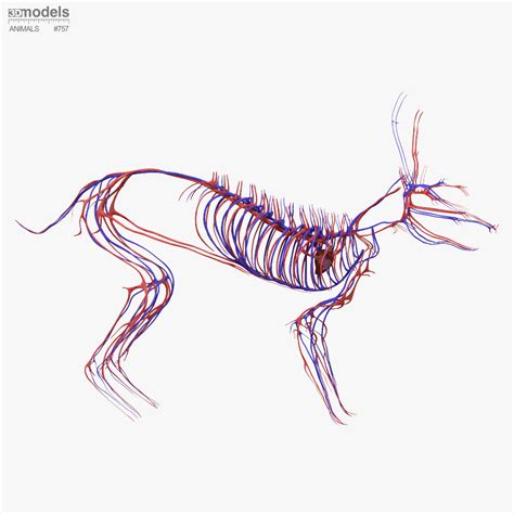 Rabbit Circulatory System 3d Model Download Mammals On