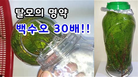 이것을 몇 번 뿌리기만 했는데 머리털이 굵어지고 빼곡하게 자라났다 YouTube