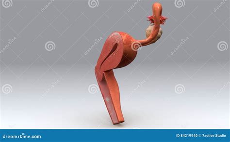 Intersection Of Uterus Aerial View Stock Photo Image Of Parametrium Fornix