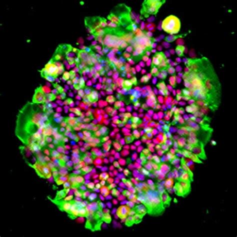 Laminin Kit Streamlines Cell Culture Workflow Scientist Live
