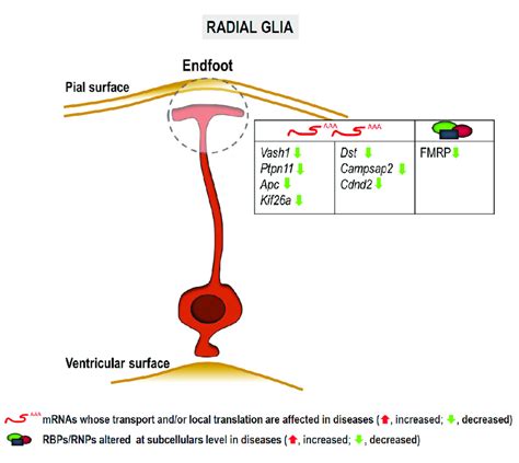 Transcripts And Rbps Localized To Subcellular Compartments In Radial