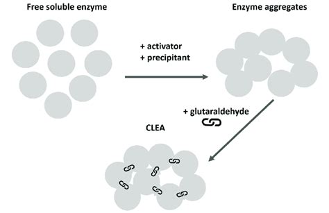 Schematic Representation Of The Cross Linked Enzyme Aggregate Clea