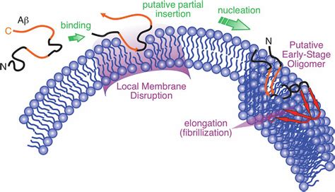 Schematic Illustration Of Membrane Associated Aβ 1 40 Nucleation