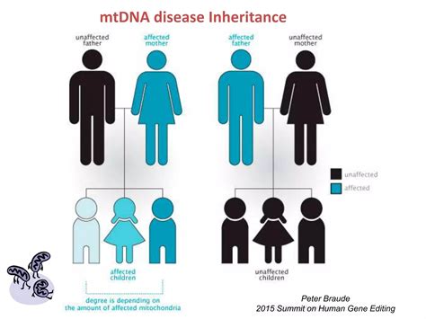 Shoukrhat Mitalipov Mitochondrial Replacement Therapy Pptx