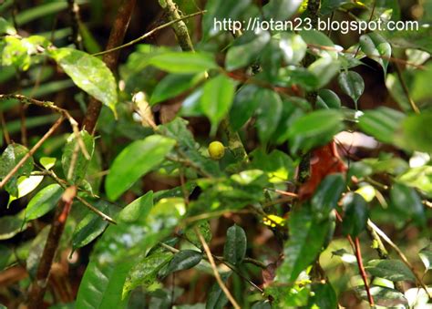 Jotan23 Day Three Kinabalu Park And Filipino Market
