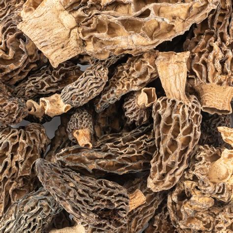 Dried Wild Morel Mushroom Kg Himalayas Herbs
