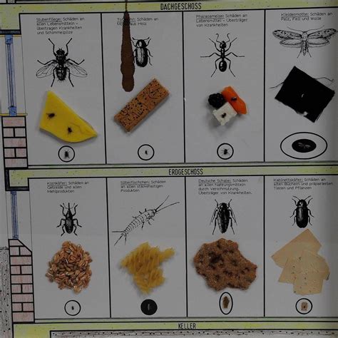 Vintage School Teaching Display Of Household Pests 1960s For Sale At