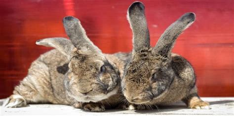 Expert Tips On How To Sex A Rabbit Here Bunny