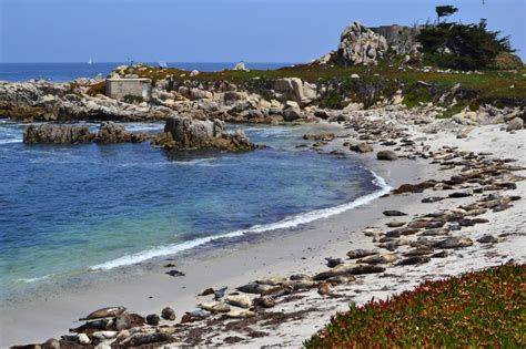 Drones On Monterey Beaches Frighten Seals During Mating Season Kqed