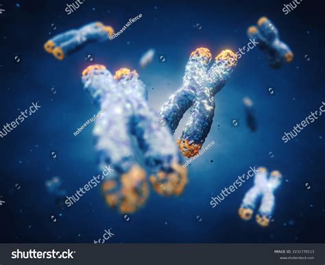 Telomeres Found On Both Ends Chromosomes Stock Illustration 2231770113