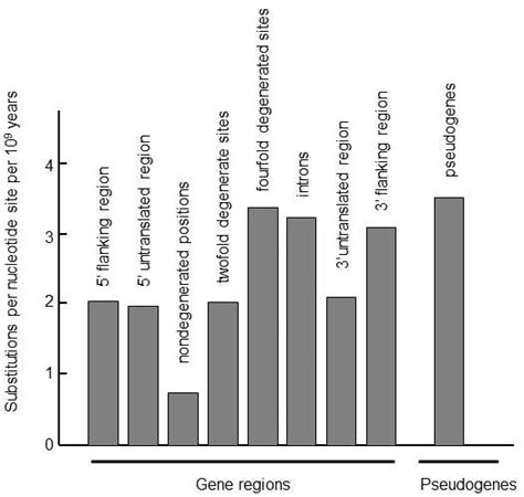 Ix 3 Substitution Rate For Neutral Mutations Tend To Be Much Higher Than Substitution Rate For