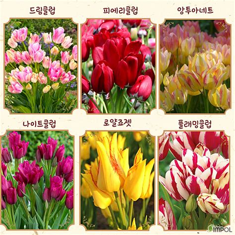 다화성튤립 구근6종세트 각3구씩 18구 한 구근에서 여러송이 개화하는 스페셜튤립 야생화 꽃모종 꽃과정원이야기 야생화 허브 수생식물 채소 동백 심폴