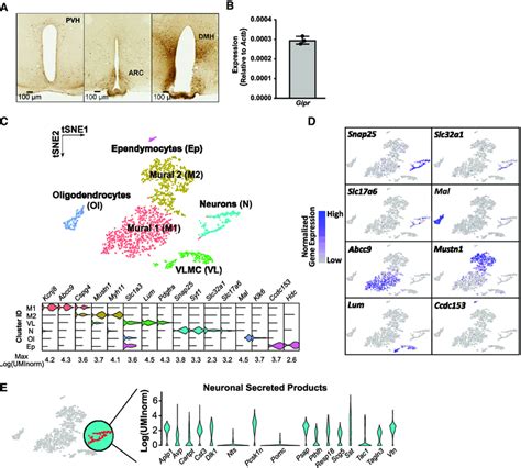 Gipr Expressing Cells In The Brain Download Scientific Diagram