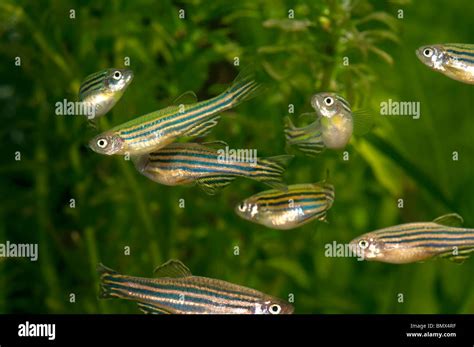 Zebra Danio Care