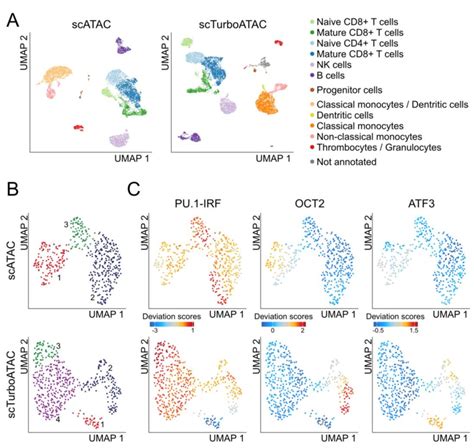 Scturboatac Resolves Additional Cell Types In Pbmcs A Umap Embedding