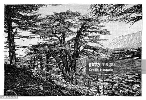 Cedars Of Lebanon High Res Vector Graphic Getty Images