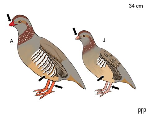 Alectoris Barbara Introduced Bird Interaction Survey
